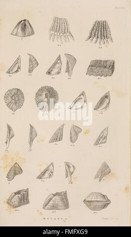 'A Monograph on the Sub-Class Cirripedia' (Plate VI) provides a ...