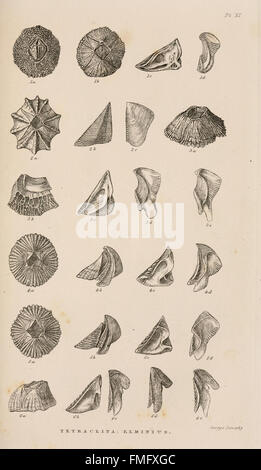 ‘A Monograph on the Sub-class Cirripedia’ focuses on the detailed ...