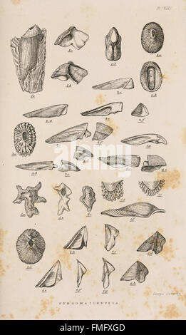 ‘A Monograph on the Sub-class Cirripedia’ focuses on the detailed ...