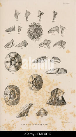 Plate V from 'A Monograph on the Sub-class Cirripedia' depicts various ...