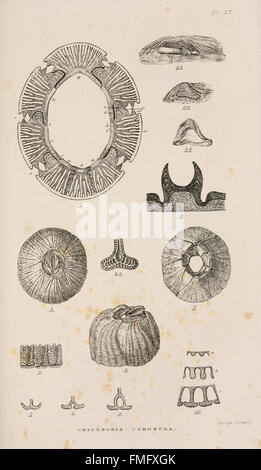 Plate X from 'A Monograph on the Sub-Class Cirripedia' details species ...