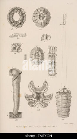 'A Monograph on the Sub-class Cirripedia' focuses on the study of ...