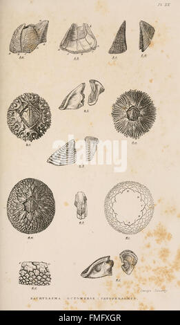 This monograph provides a detailed study of the sub-class Cirripedia, a ...