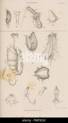 ‘A Monograph on the Sub-class Cirripedia’ focuses on the detailed ...