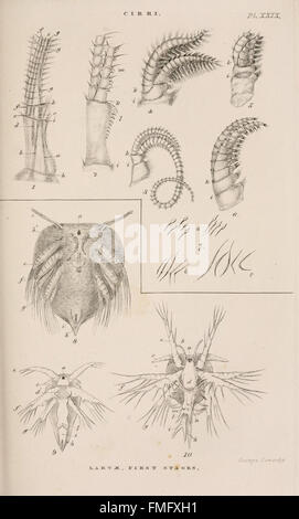 A monograph on the sub-class Cirripedia (Pl. IX Stock Photo - Alamy