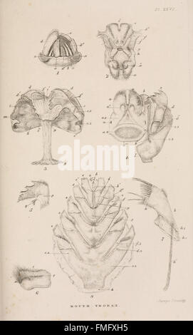 An illustration from 'A monograph on the sub-class Cirripedia ...