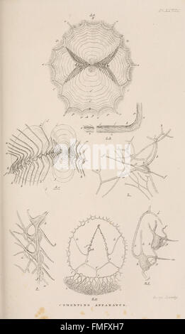 Plate V from 'A Monograph on the Sub-class Cirripedia' depicts various ...