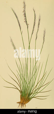 'A Natural History of British Grasses' offers an in-depth examination ...