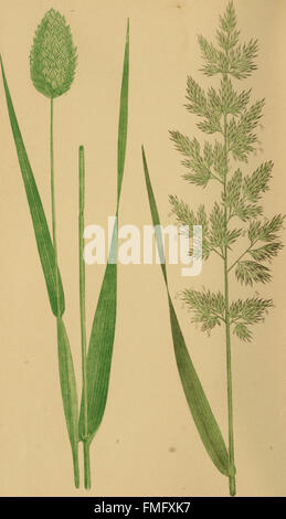 'A Natural History of British Grasses' offers an in-depth examination ...