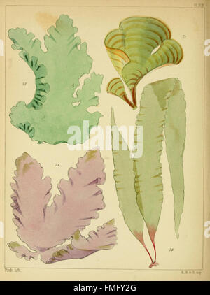 A detailed history and classification of British seaweeds, featuring ...