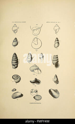 A study of marine mollusks in American waters, illustrated with ...
