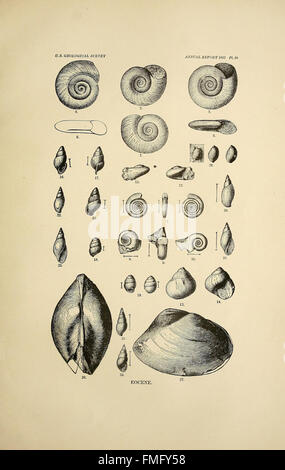 Plate 3 from 'A Review of the Non-Marine Fossil Mollusca of North ...