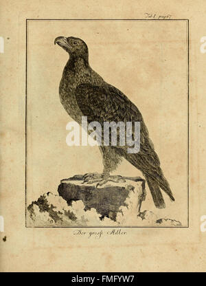 Buffon's Natural History of Birds, Ornithology, Classification ...