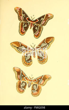 This publication focuses on butterfly species, their classification ...