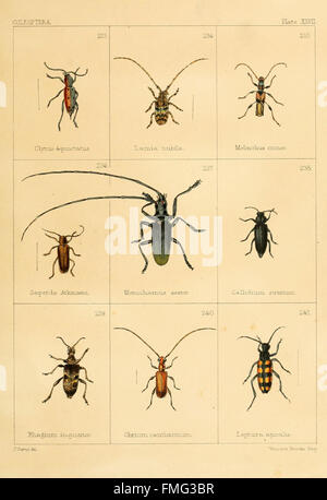 A study of British beetle species, highlighting their characteristics ...