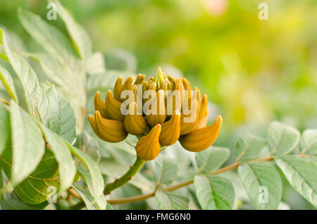 Decorative african tulip tree flower ,flame of the forest Stock Photo ...