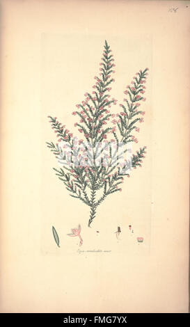 'Coloured Engravings of Heaths' features detailed depictions of various ...