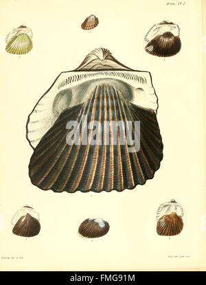 Plate 7 from 'Conchologia Iconica' illustrates various species of ...