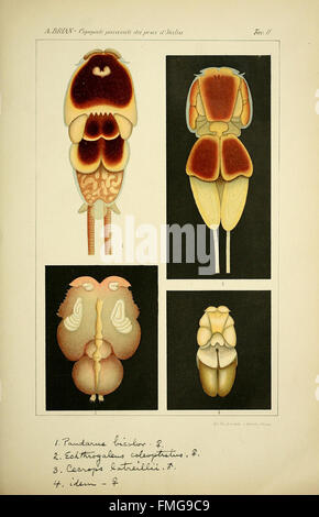 *Copepodi parassiti dei pesci d'Italia* focuses on parasitic copepods ...