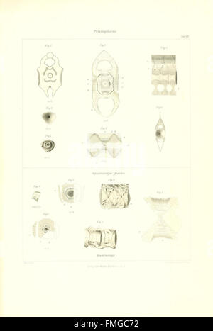 Shark's skeletal system, illustration Stock Photo - Alamy