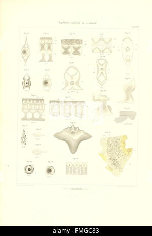 Shark's skeletal system, illustration Stock Photo - Alamy
