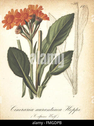 This work showcases the flora of the Alps, providing a guide for ...