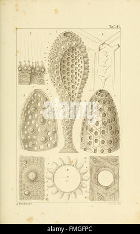 This plate from 'Die Kalkschwämme' showcases a detailed study of ...