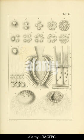 This plate illustrates calcareous sponges, detailing their structural ...