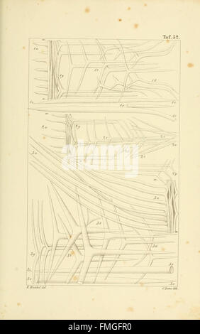 This plate from 'Die Kalkschwämme' (The Calcareous Sponges) illustrates ...