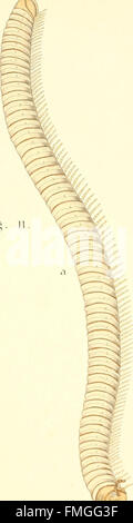 'Die Myriapoden' (1863) presents an accurate depiction of millipedes ...