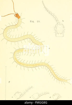 'Die Myriapoden' (1863) provides a detailed study of millipedes and ...