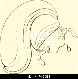 This 1863 work provides accurate illustrations and descriptions of ...