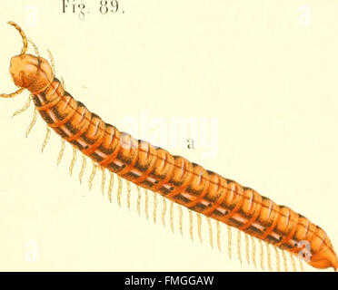 *Die Myriapoden* (1863) features accurate depictions and descriptions ...