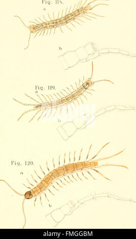 *Die Myriapoden* (1863) presents detailed illustrations and ...