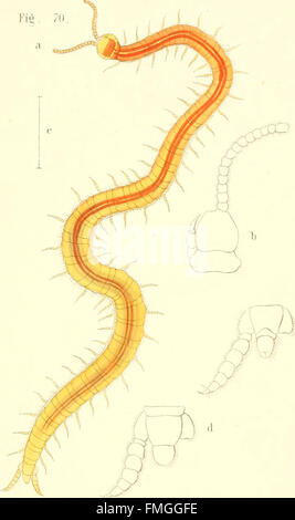 'Die Myriapoden' (1863) is a detailed study of millipedes and ...