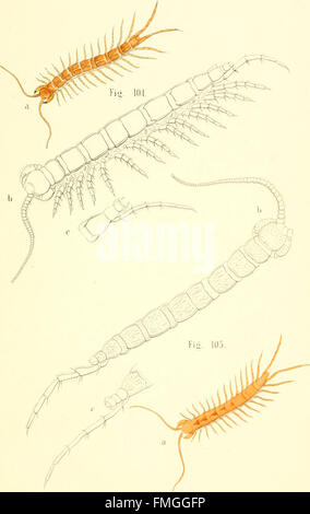 'Die Myriapoden' (1863) provides accurate depictions and descriptions ...