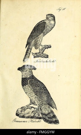 Plate 3 from 'Die Naturgeschichte' presents detailed illustrations and ...