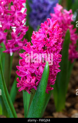 Garden Hyacinth (Hyacinthus orientalis) with a red flower in front of a ...