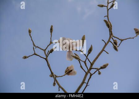 magnolia albatross cylindrica x x veitchii "Peter Veitch Stock Photo ...