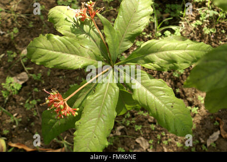 Medicinal plant ; Rauvolfia serpentina ; Indian snakeroot ; devil ...