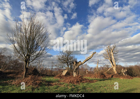 Ashtead Common, Surrey, England, UK Stock Photo - Alamy