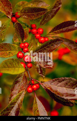 Winterberry, Ilex verticillata, shrubs with red berries after fresh ...