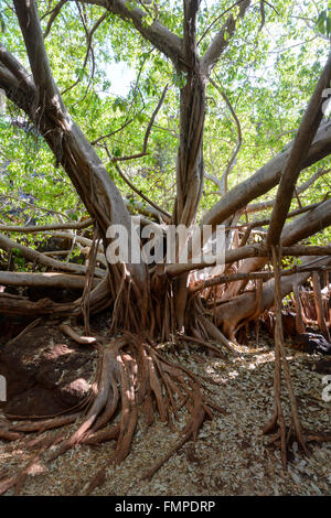 Fig (Ficus sp) tree with exposed stilt roots in flooded forest of the ...