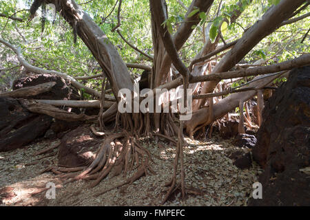Fig (Ficus sp) tree with exposed stilt roots in flooded forest of the ...