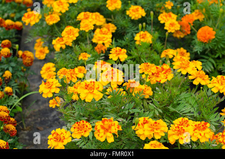 Beautiful golden yellow French marigold Stock Photo - Alamy