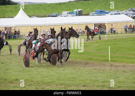 Harness horse racing at Tregaron,Ceredigion,Wales,U.K.,Europe Stock ...