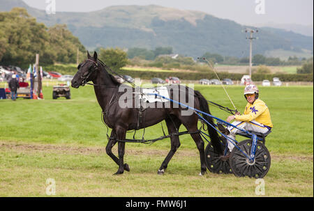 Harness horse racing at Tregaron,Ceredigion,Wales,U.K.,Europe Stock ...