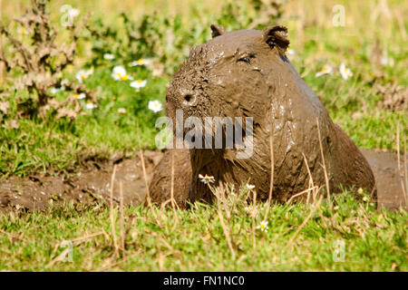 capybara in mud Stock Photo - Alamy