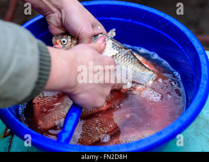 Kitchen: Clean The Fish. How To Scrape The Scales (3 Stock Photo - Alamy