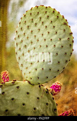 Stem surface of a prickly pear cactus (Opuntia spp.) showing a sunken ...